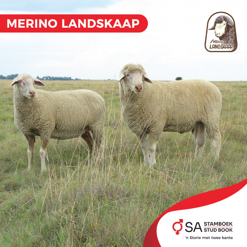 SA Studbook / SA Stamboek