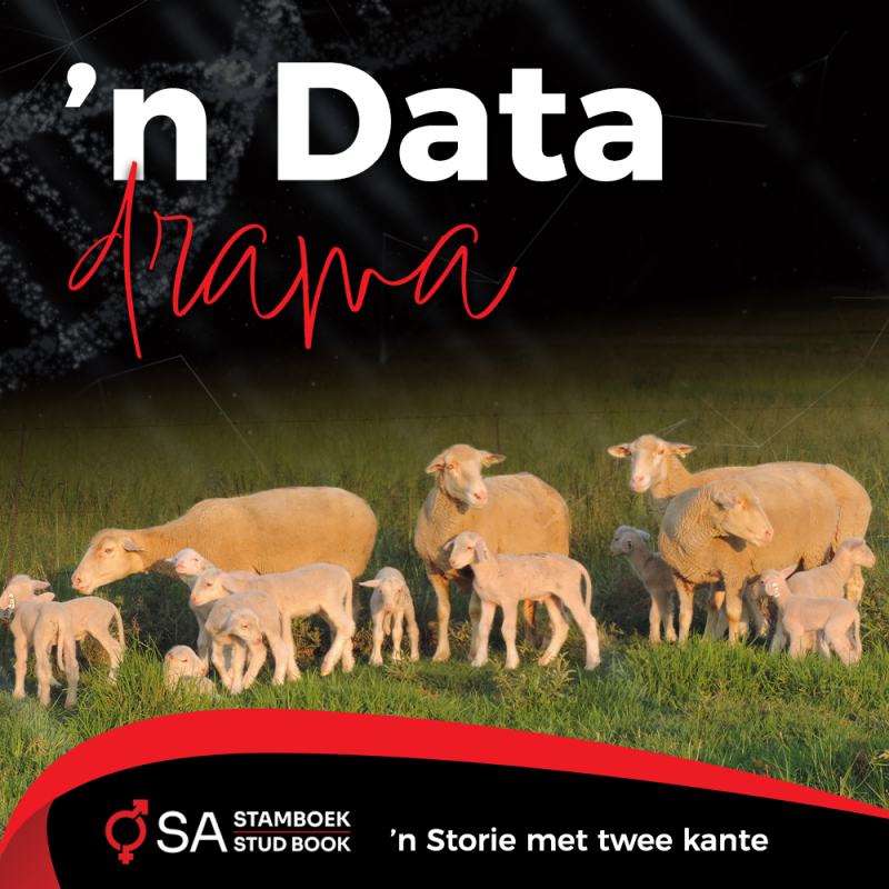 SA Studbook / SA Stamboek