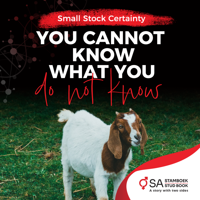 SA Studbook / SA Stamboek